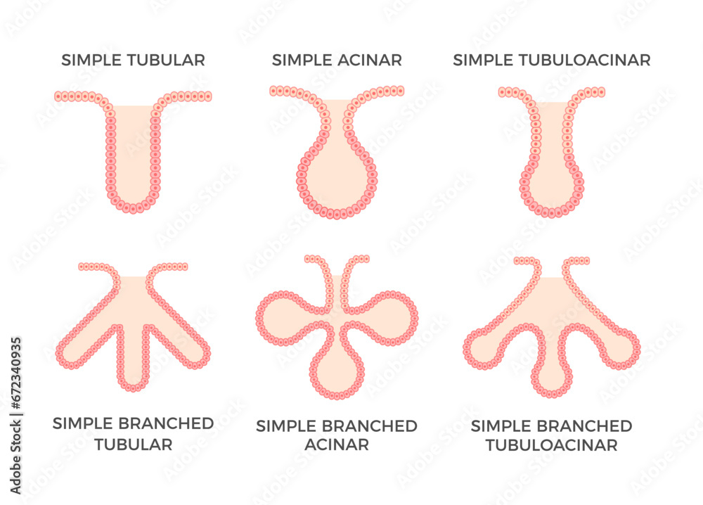 Vetor de Glandular epithelium. Epithelial tissue types. Simple tubular ...