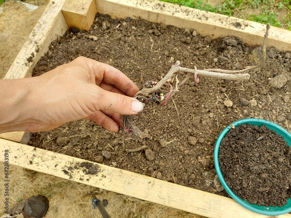 yacon rhizome to grow in the urban vegetable garden. Peruvian ground ...