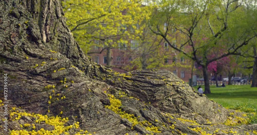 Tall tree trunk with visible roots in autumn forest. Texture of tree ...
