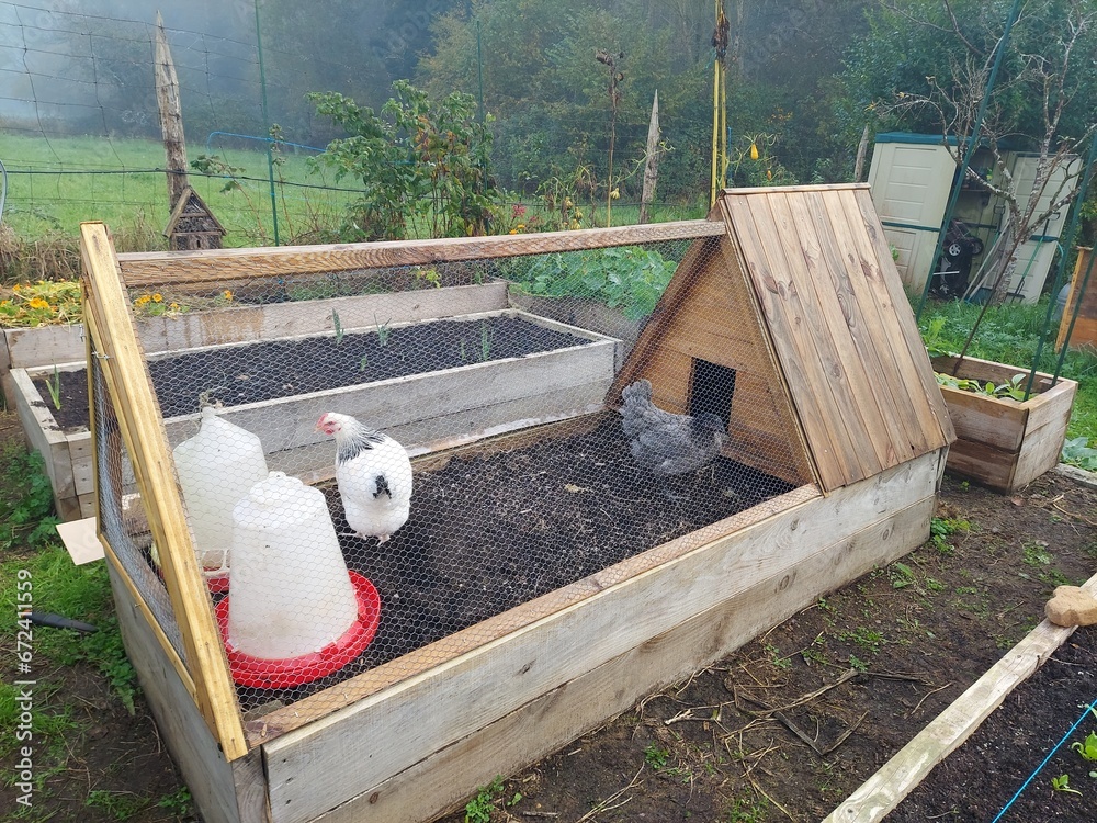 hens on a raised wooden bed with homemade chicken coop. hen house with ...