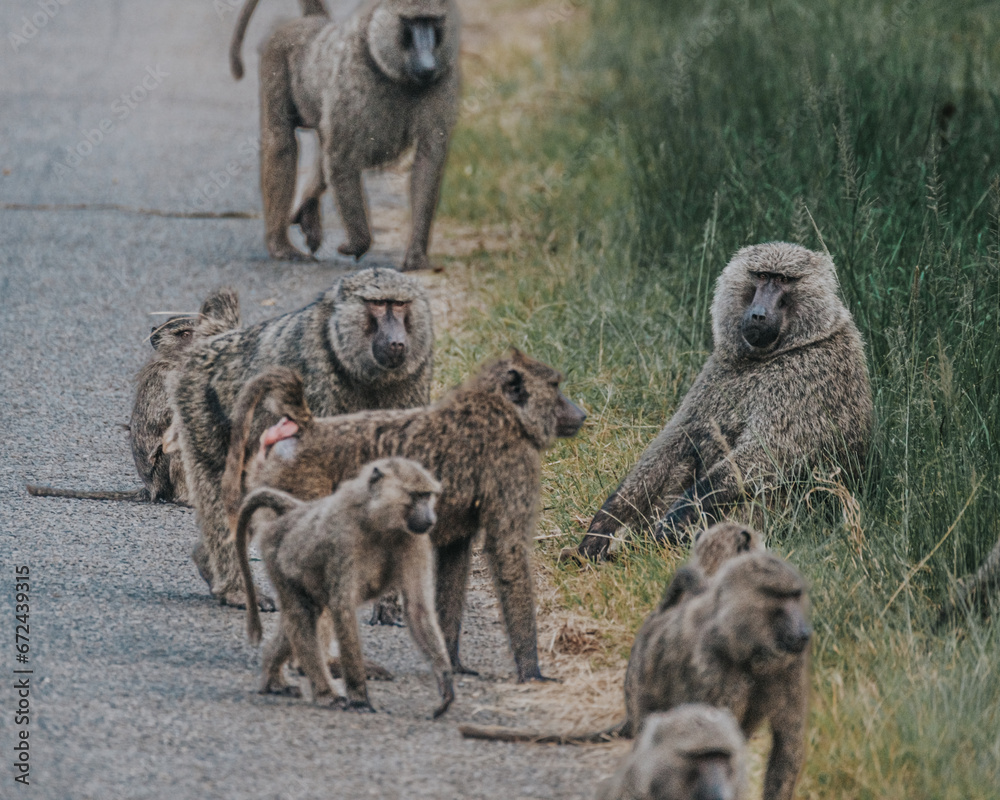 Olive baboons on the road side in Queen Elizabeth National Park in ...