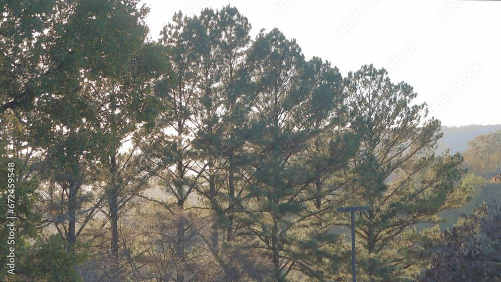 Tall Trees during golden hour. Fall-Time. 4k Resolution, Color-Graded ...