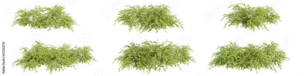 set of bushes, 3D rendering, isolated on a transparent background ...