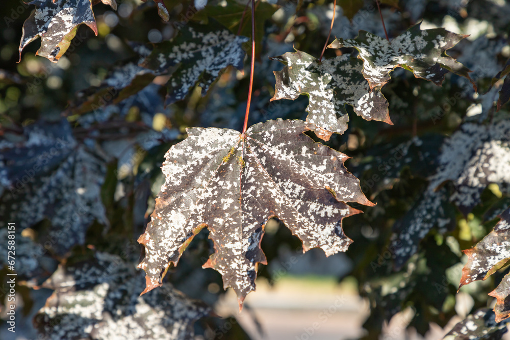Powdery mildew, fungal disease on maple trees leave. Powdery mildew on ...