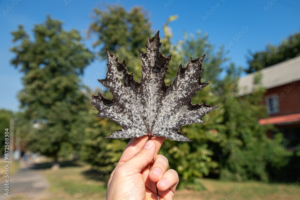 Gardener's hand holding red maple leaf diseased of powdery mildew ...