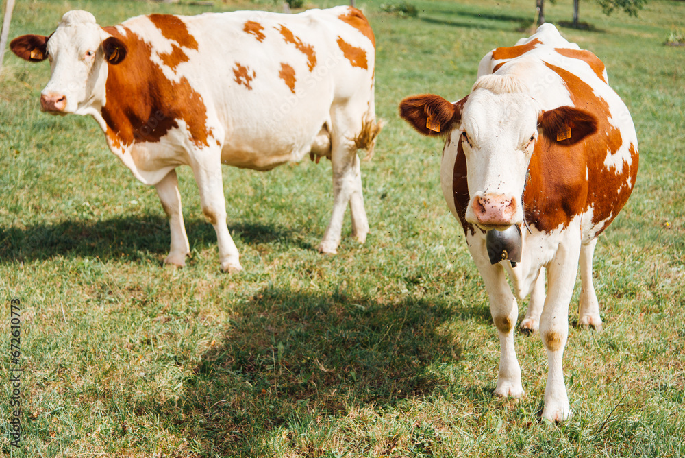 vaches montbéliardes. Vaches laitières. Vaches du Jura. Vaches à Comté ...