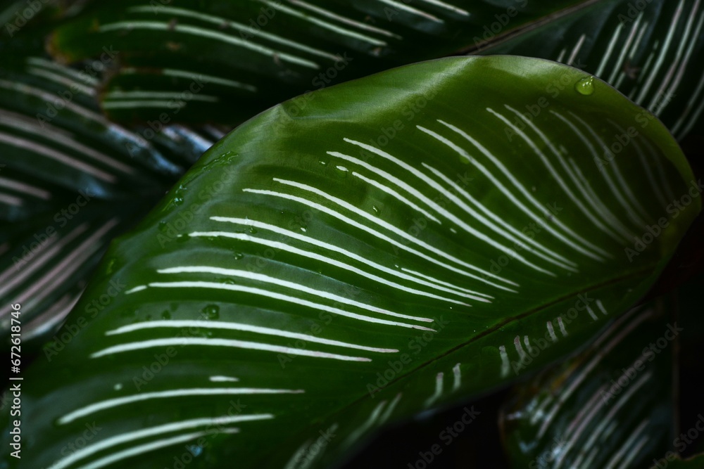 Calathea ornata leaves. Marantaceae perennial ornamental plant. The ...