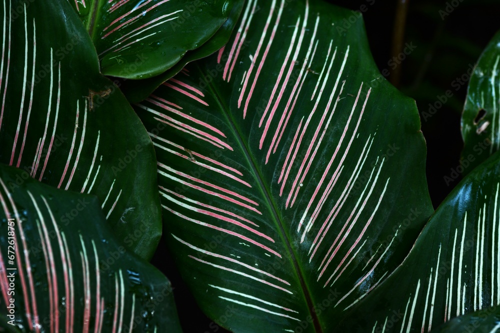 Calathea ornata leaves. Marantaceae perennial ornamental plant. The ...
