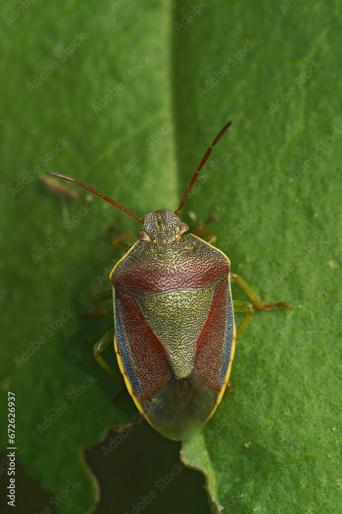 Vertical closeup on a colorful adult gorse shield bug,Piezodorus ...