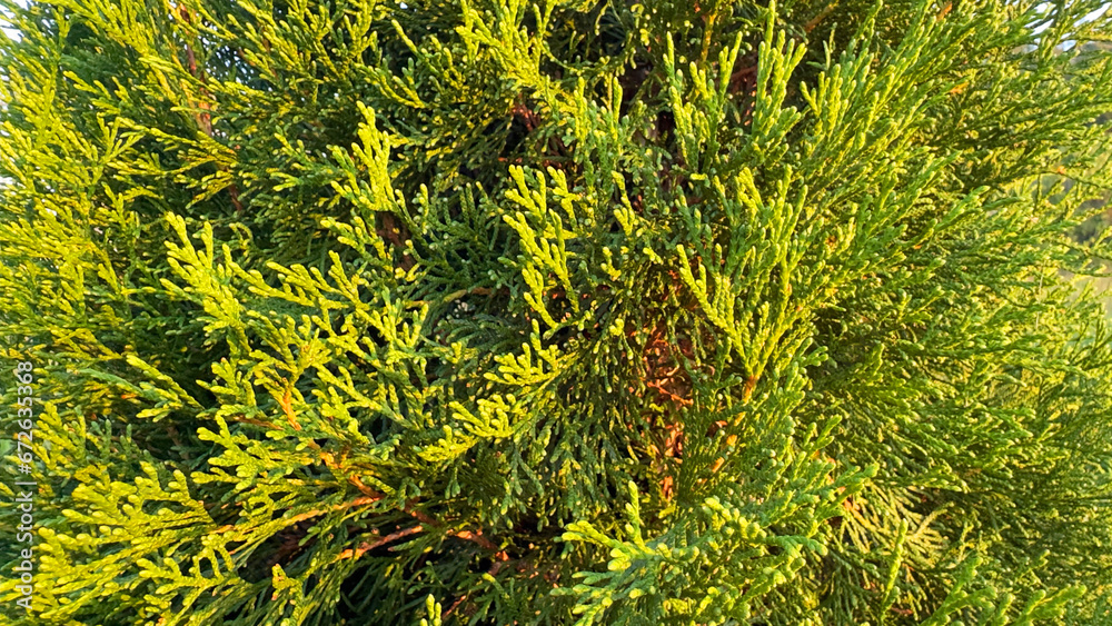 Thuja background. Tuy, cedar Green spruce, close-up. Tree branch with ...