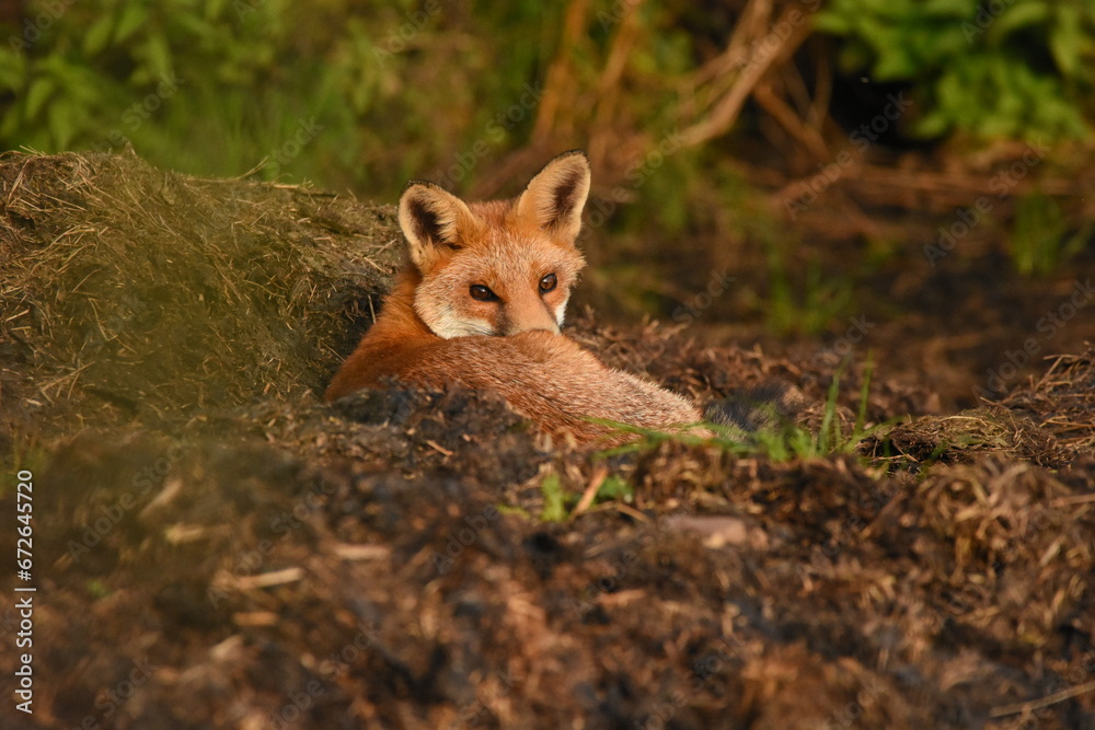 Red Fox (Vulpes vulpes) taking refuge in silage pit during a hunt Stock ...