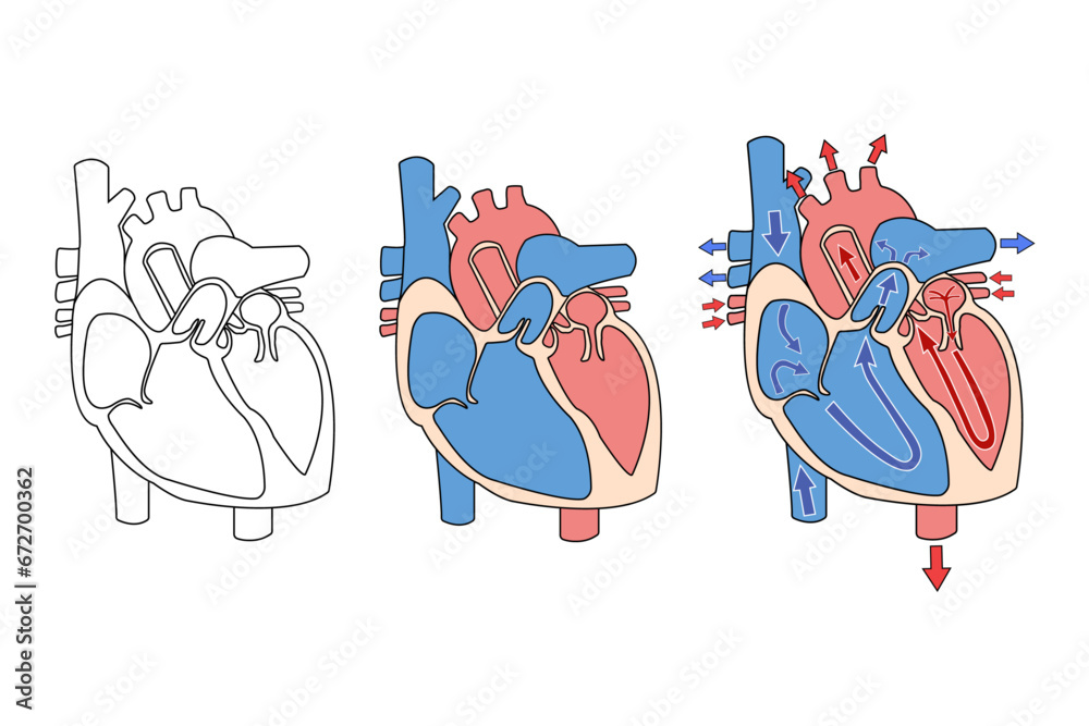 心臓の解剖図 セット 医学イラスト Stock Vector | Adobe Stock