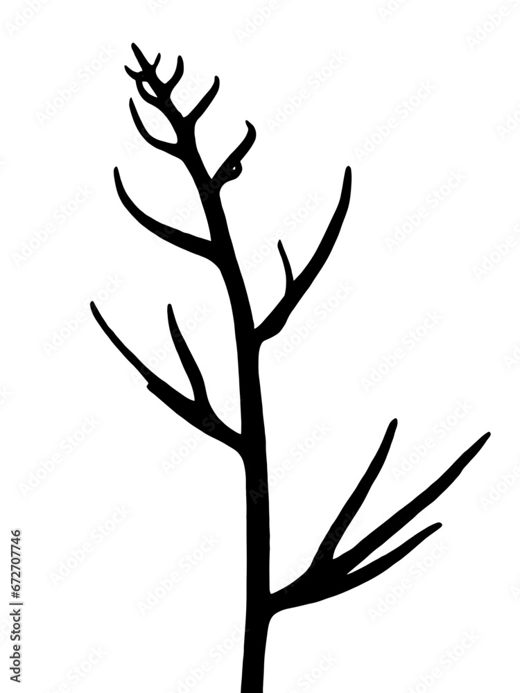 Silhouette structural tree isolated, tropical died tree isolation, tree ...