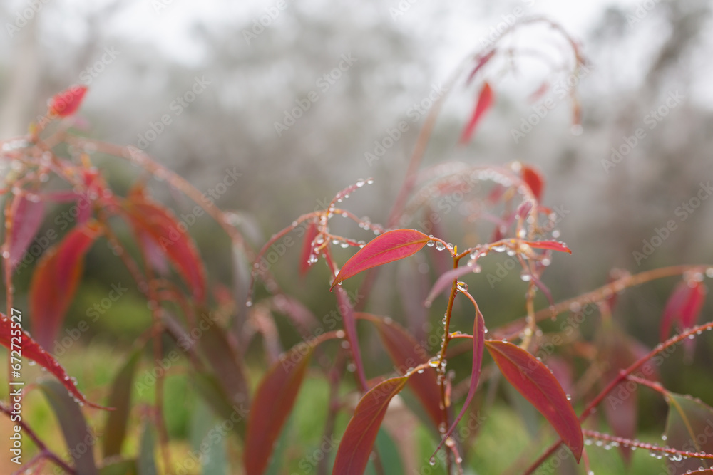 New spring growth of gum tree leaves covered in raindrops on misty ...