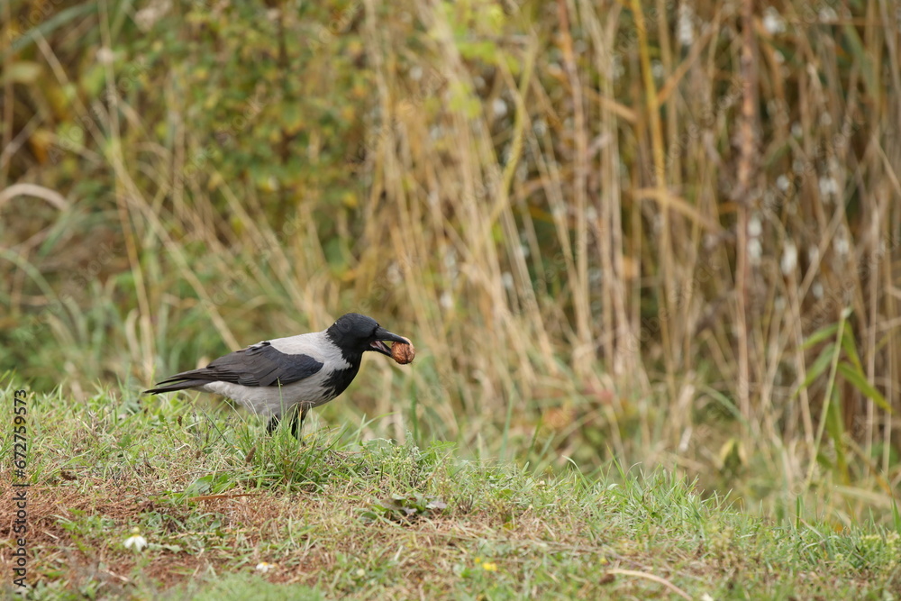 Foto de A gray raven captured a Greek walnut tree while standing on the ...