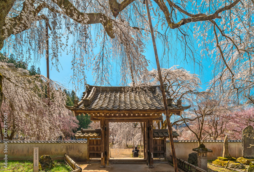 saitama, chichibu - mar 20 2023: Magnificient shidarezakura weeping ...