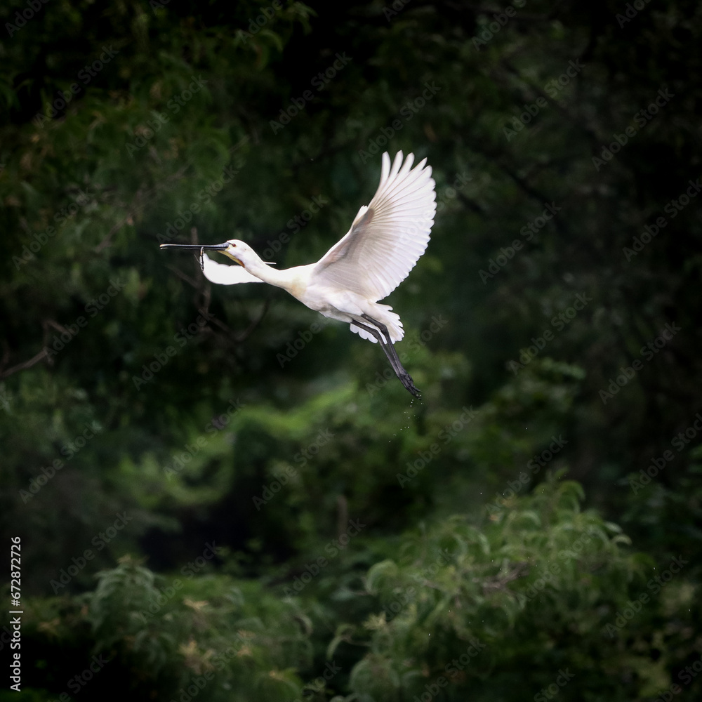 Spoonbill bird nest near lake. Migratory bird nesting. Natural habitat ...