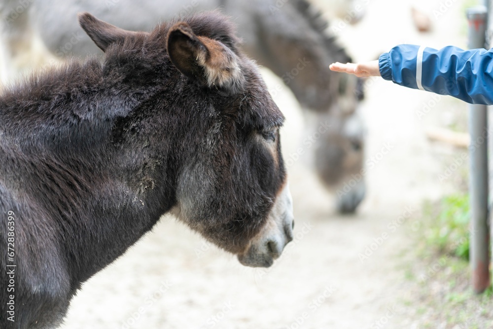 Young child showing affection to a donkey by gently stretching hand ...