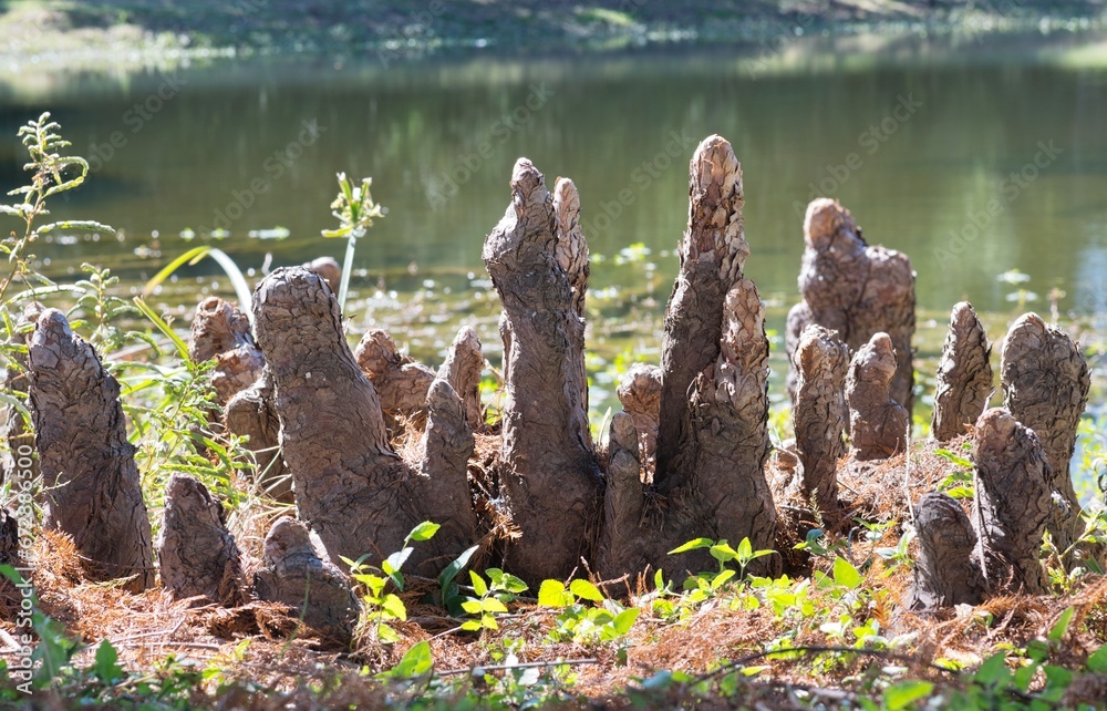 Bald Cypress knee structures protruding from the edge of a freshwater ...