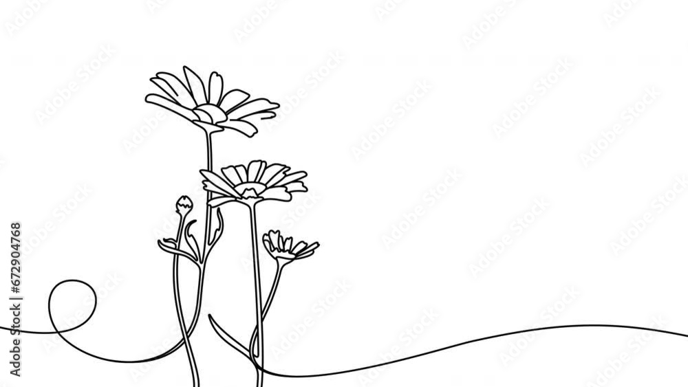 Continuous one line drawing of beautiful wild flowers chamomile motion ...