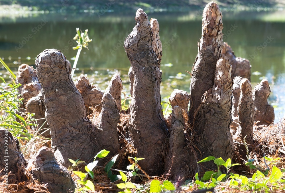 Bald Cypress knee structures protruding from the edge of a freshwater ...