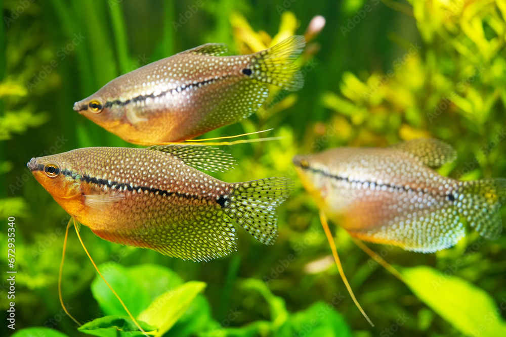 Mosaic gourami exotic fish underwater swim, pearl gourami labyrinth ...