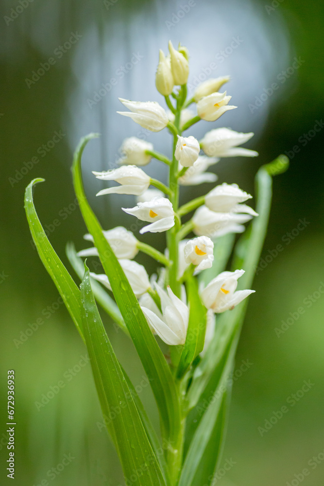 Cephalanthera longifolia, the narrow-leaved helleborine growing and ...