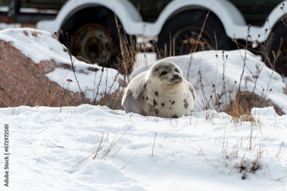 A large grey adult harp seal moving along the top of ice and snow. You ...