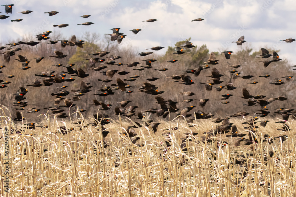 Suddenly a Swarm. Black birds fly at break neck speed in one ever ...