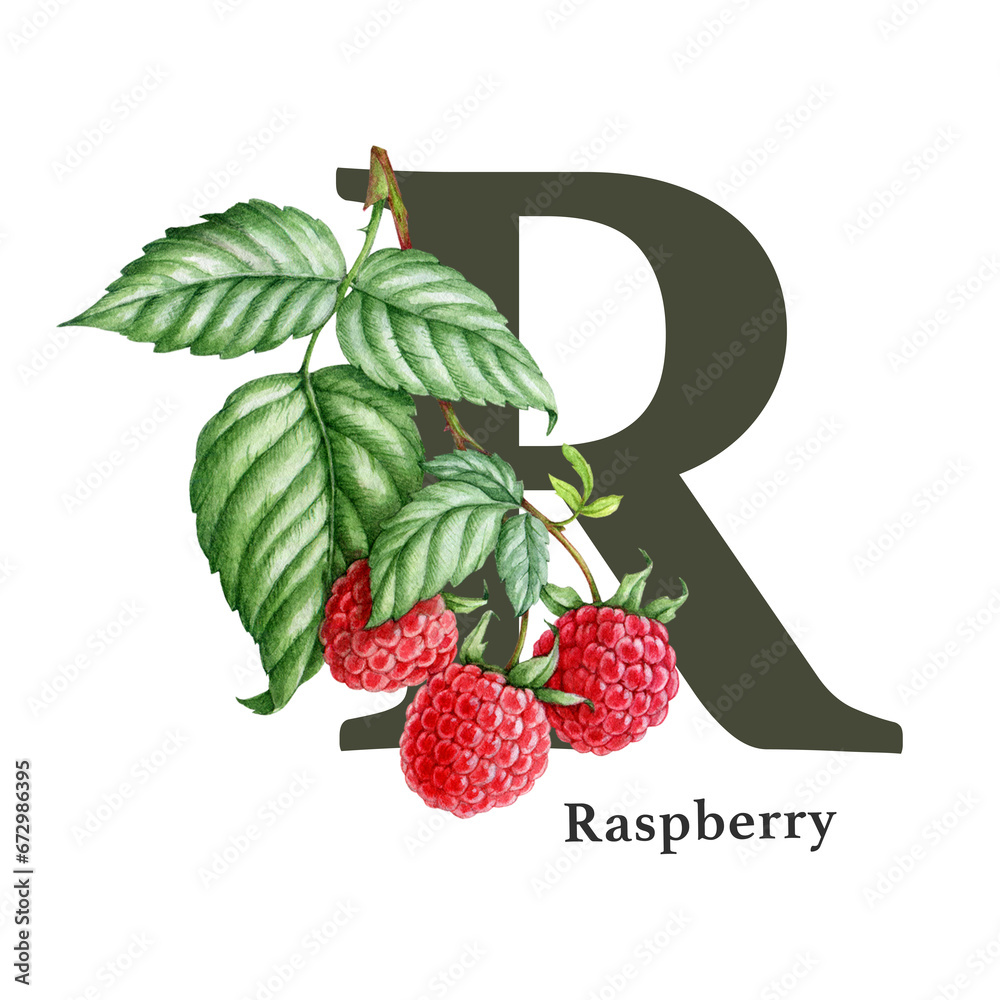 Capital letter R with raspberry branch decor. Watercolor illustration ...