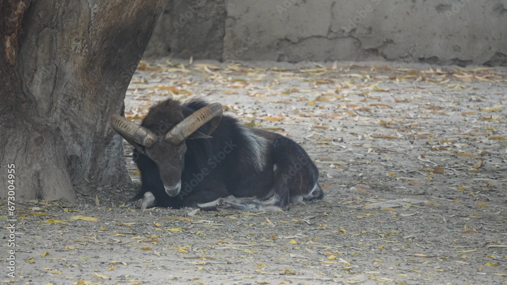 mouflon (Ovis gmelini) is a wild sheep native to Cyprus, the Caspian ...