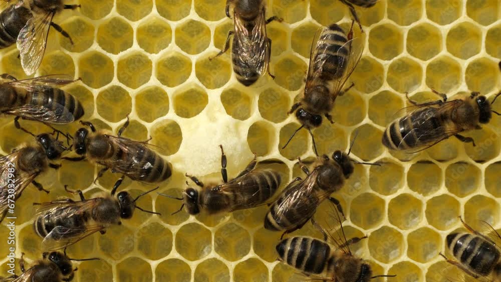 Bees build a cocoon for the development of the future queen bee larva ...