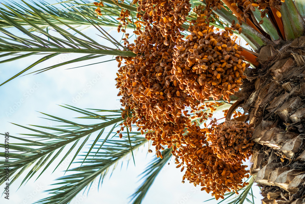 Foto de Gros plan sur les grappes de dattes d'un palmier dattier do ...