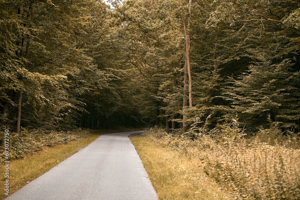 Beautiful curved roadway through the forest, trees with green foliage ...