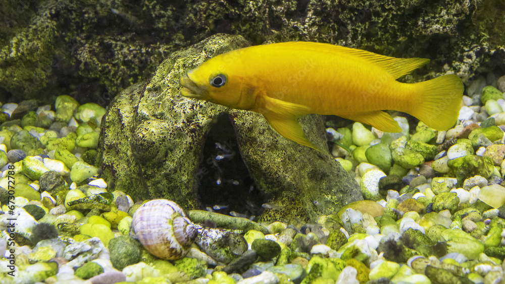 Neolamprologus leleupi (lemon cichlid) is a species of cichlid endemic ...