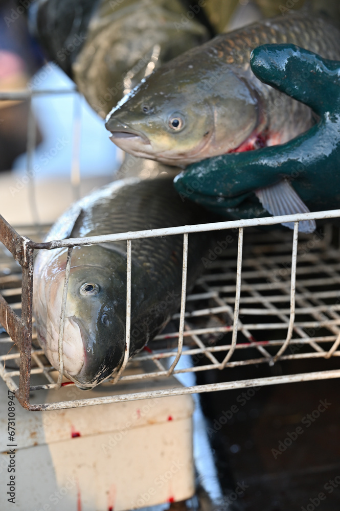 Grass carp herbivorous fish native to Asia. Stock Photo | Adobe Stock