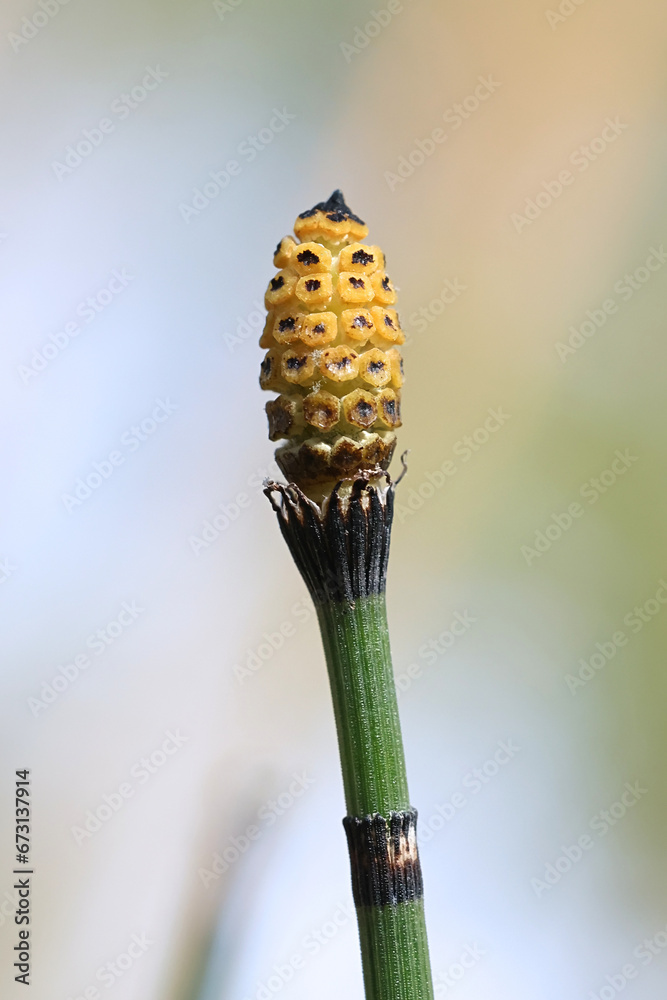 Rough horsetail, scientific name Equisetum hyemale, known also as ...