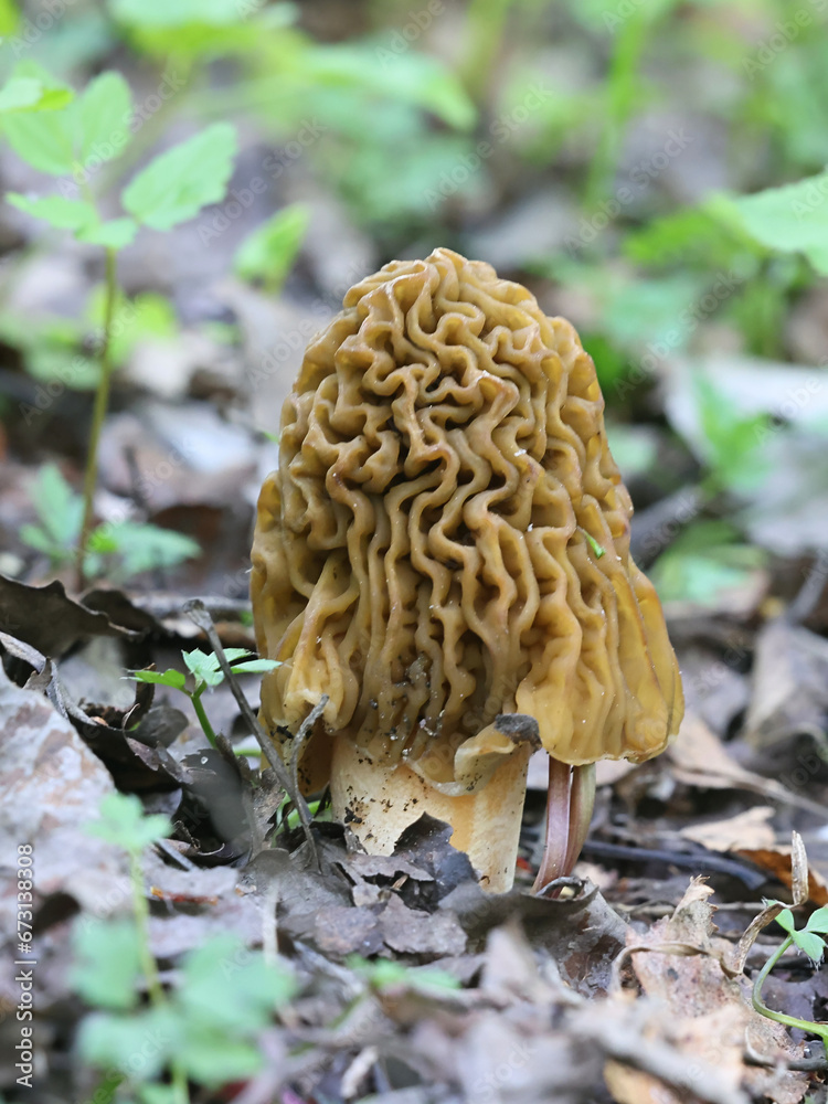 Early false morel, Verpa bohemica, also known as the early morel or the ...