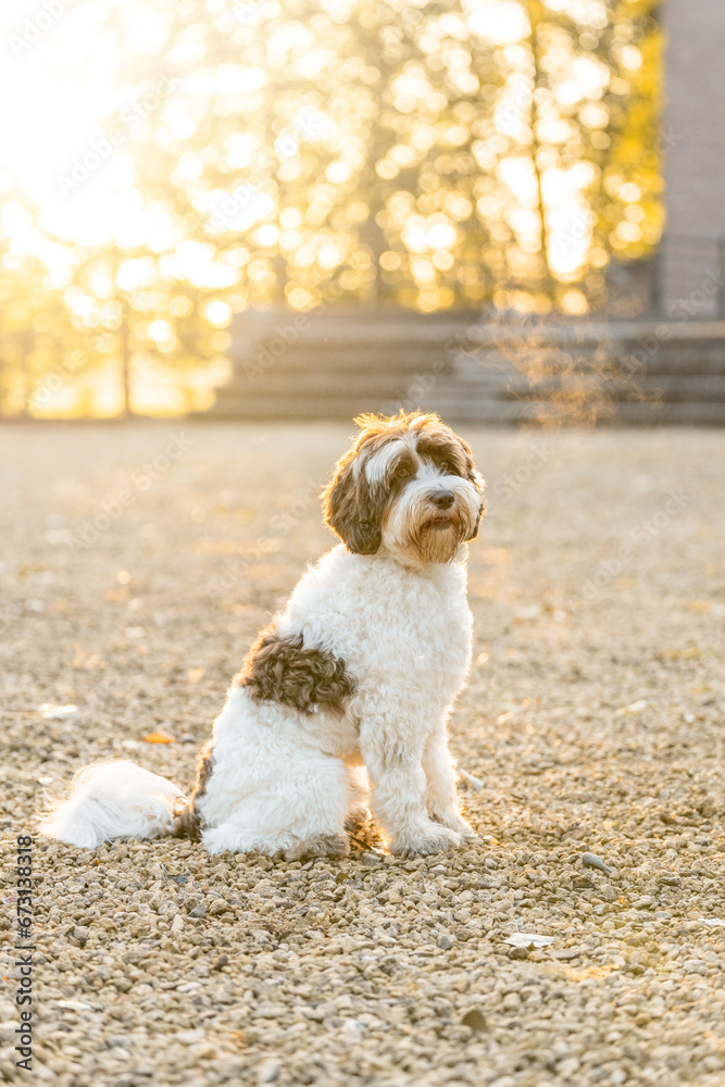 Beautiful Labradoodle dog with spots in beautiful morning sunrise light ...