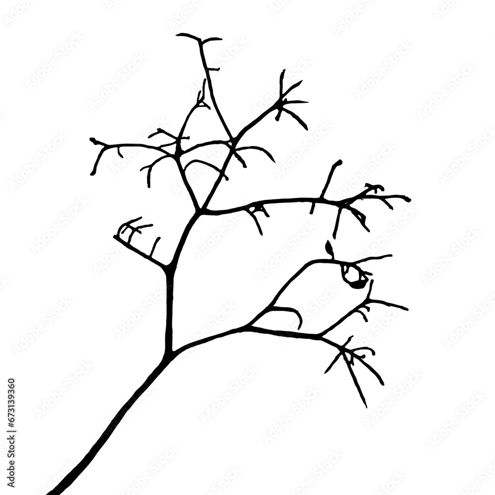 silhouette of a tree, branches of a tree isolated on white background ...