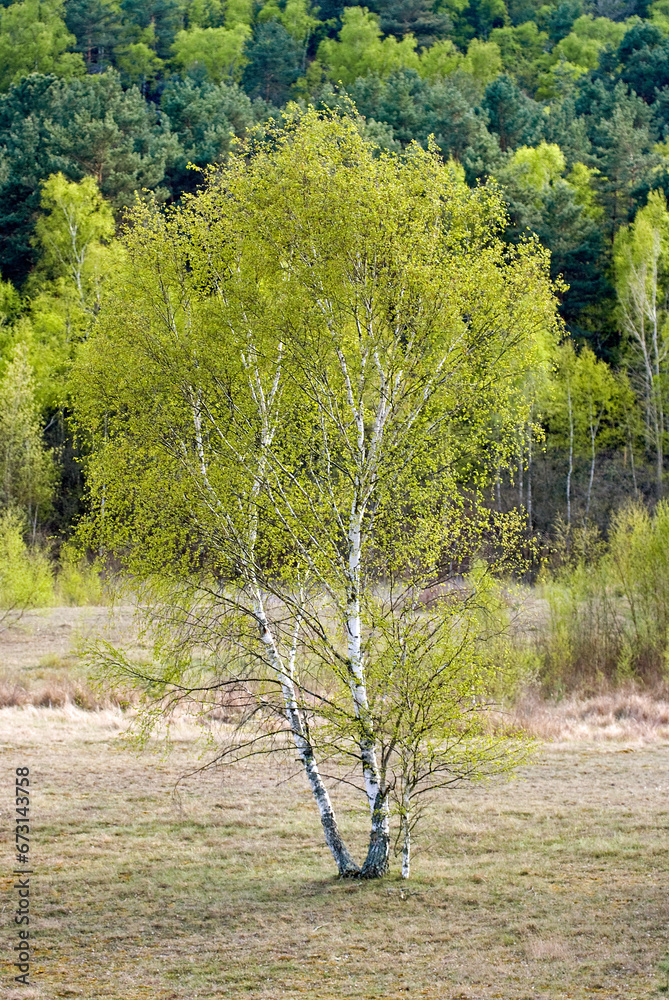 Betula verrucosa, Bouleau verruqueux, Réserve biologique de la Plaine ...