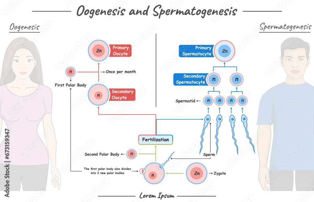 Oogenesis and spermatogenesis Stock Vector | Adobe Stock