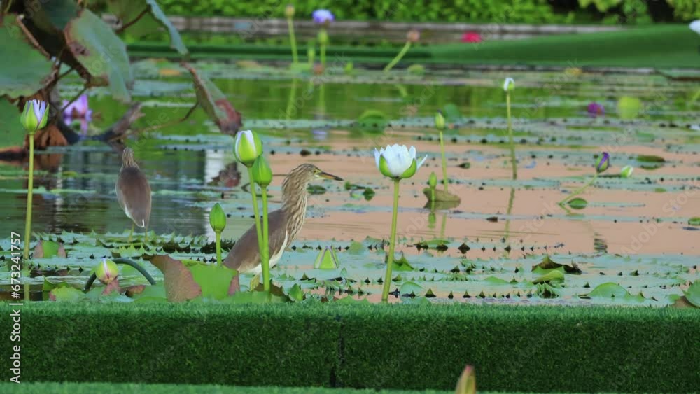 Brown Birds are walking in the lotus pond over lotus leaf to finding ...