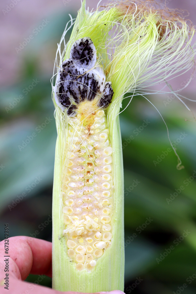 Corn smut (Ustilago maydis) is a fungus parasite of corn. Is an edible ...