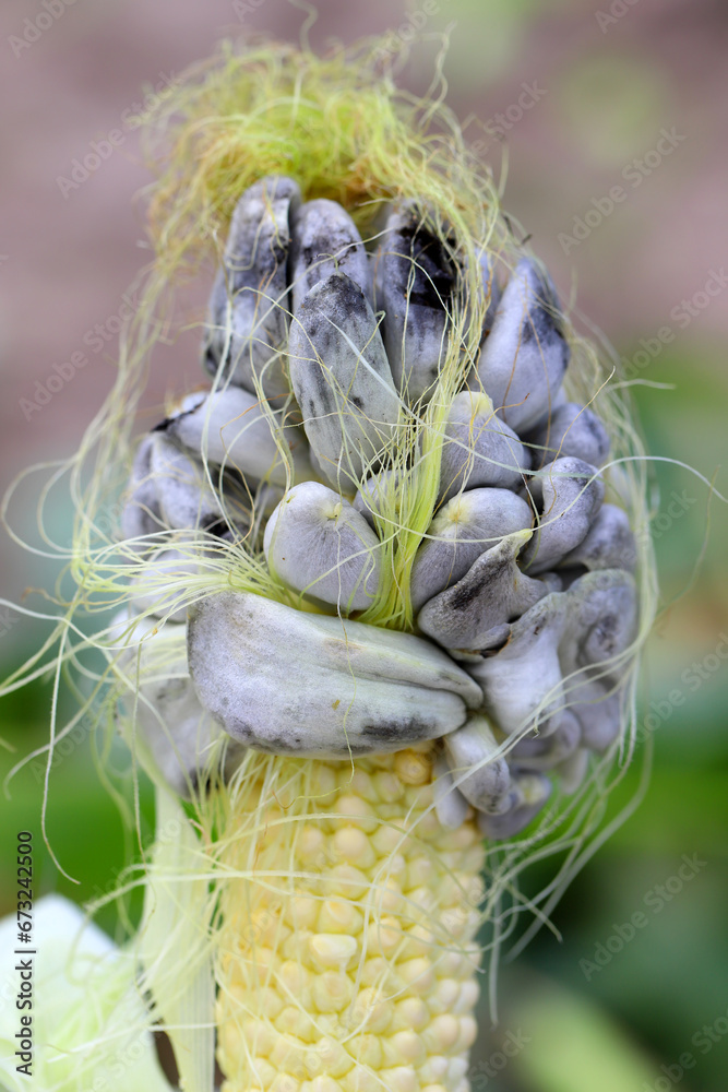 Corn smut (Ustilago maydis) is a fungus parasite of corn. Is an edible fungus highly valued in ...