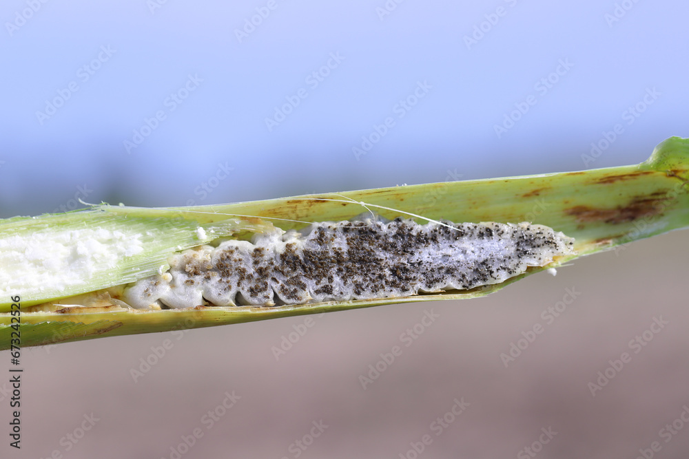 Corn smut (Ustilago maydis) is a fungus parasite of corn. Is an edible ...