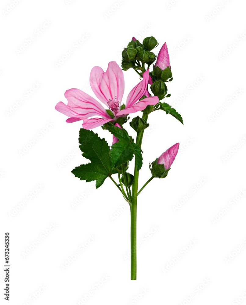 Common mallow (Malva Sylvestris) with pink flowers, leaves, stems and ...