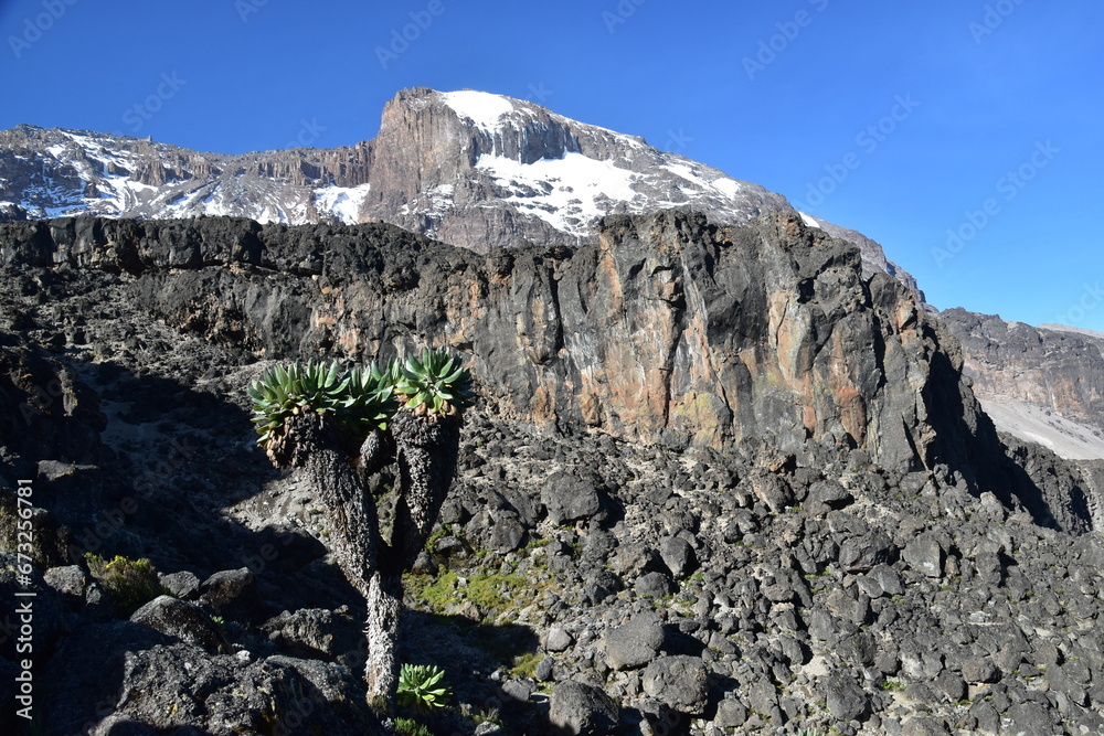 The amazing Giant Groundsels (Dendrosenecio Kilimanjari) that are ...
