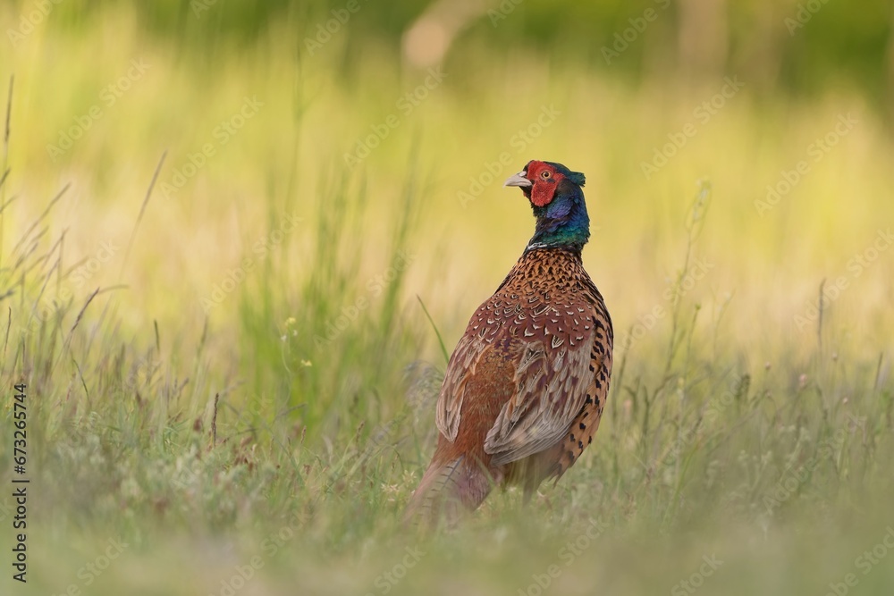 Beautiful common pheasant in the nature habitat. Wildlife scene from ...