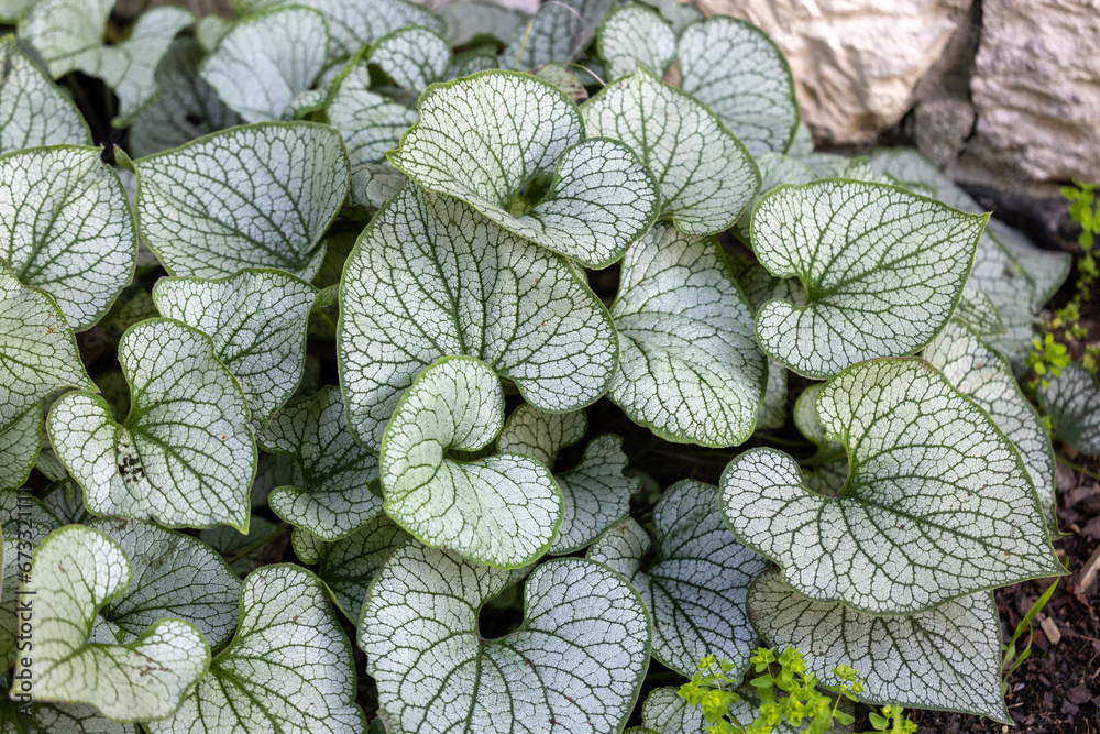 Heartleaf brunnera, Siberian bugloss, Brunnera macrophylla Jack Frost ...